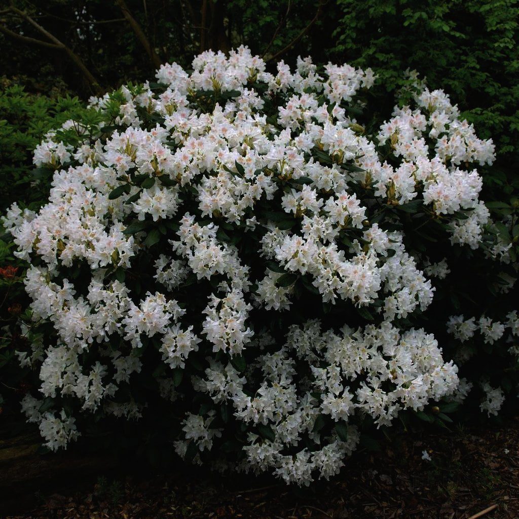 Trachelospermum “Star of Sicily” – Rose Toscaanse jasmijn | Buxuskoning