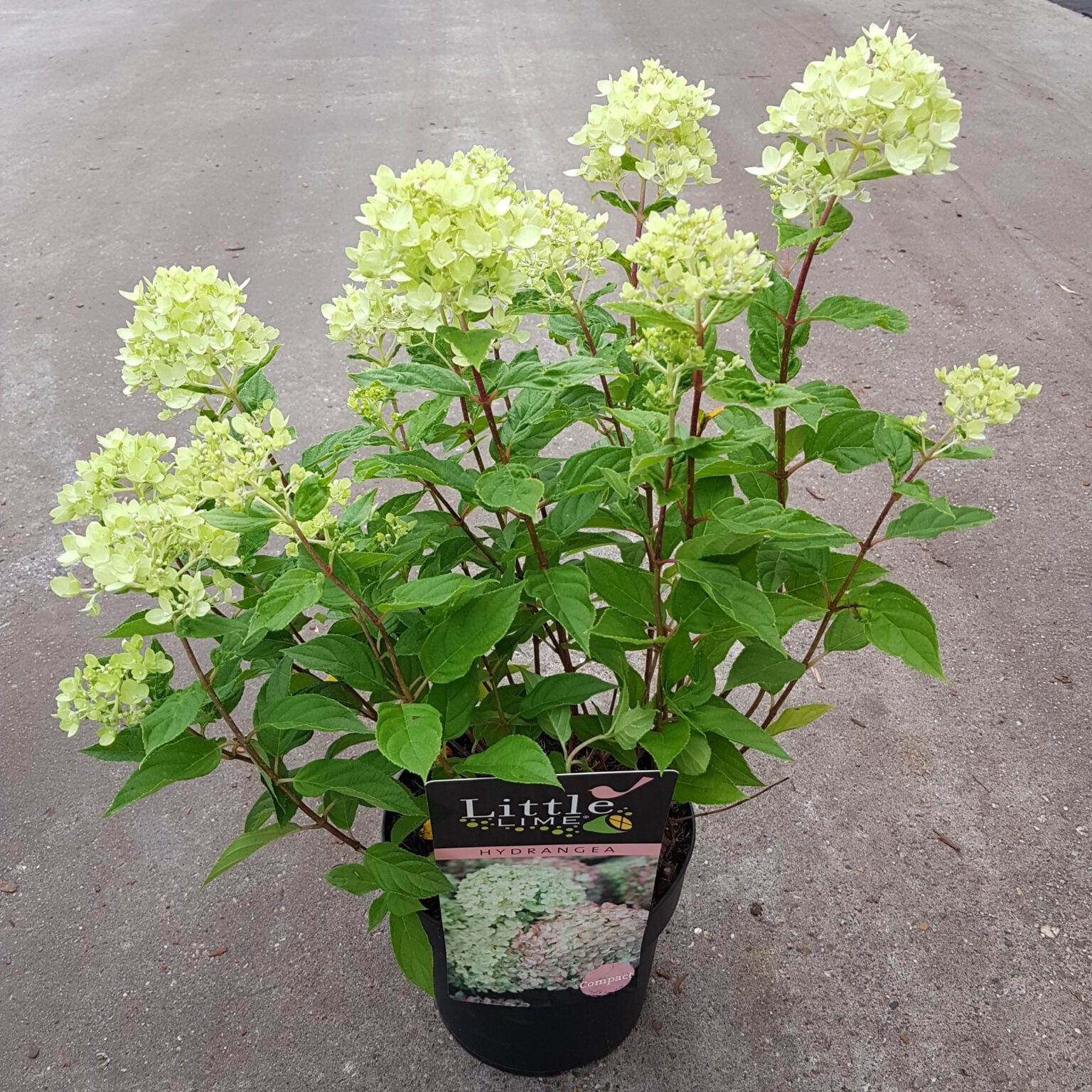 Hydrangea paniculata ‘Little Lime’ – schapenkop 90 cm | Buxuskoning