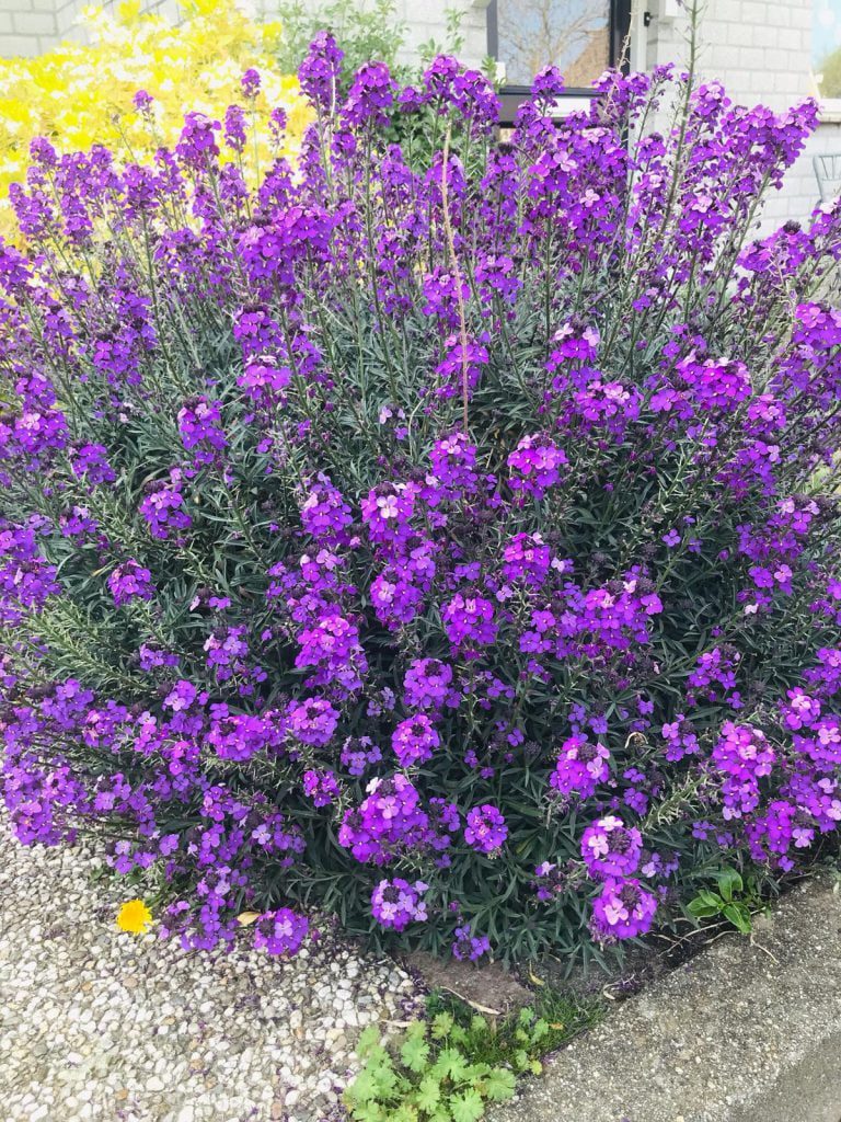 Erysimum hybride ‘Bowles Mauve’ – muurbloem- bloeit 9 maanden | Buxuskoning