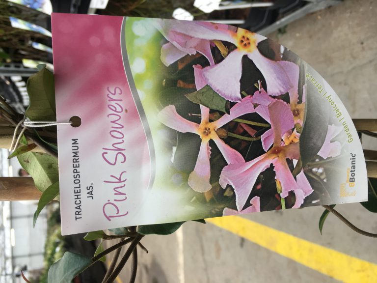 Trachelospermum “Star of Sicily” – Rose Toscaanse jasmijn – Buxuskoning