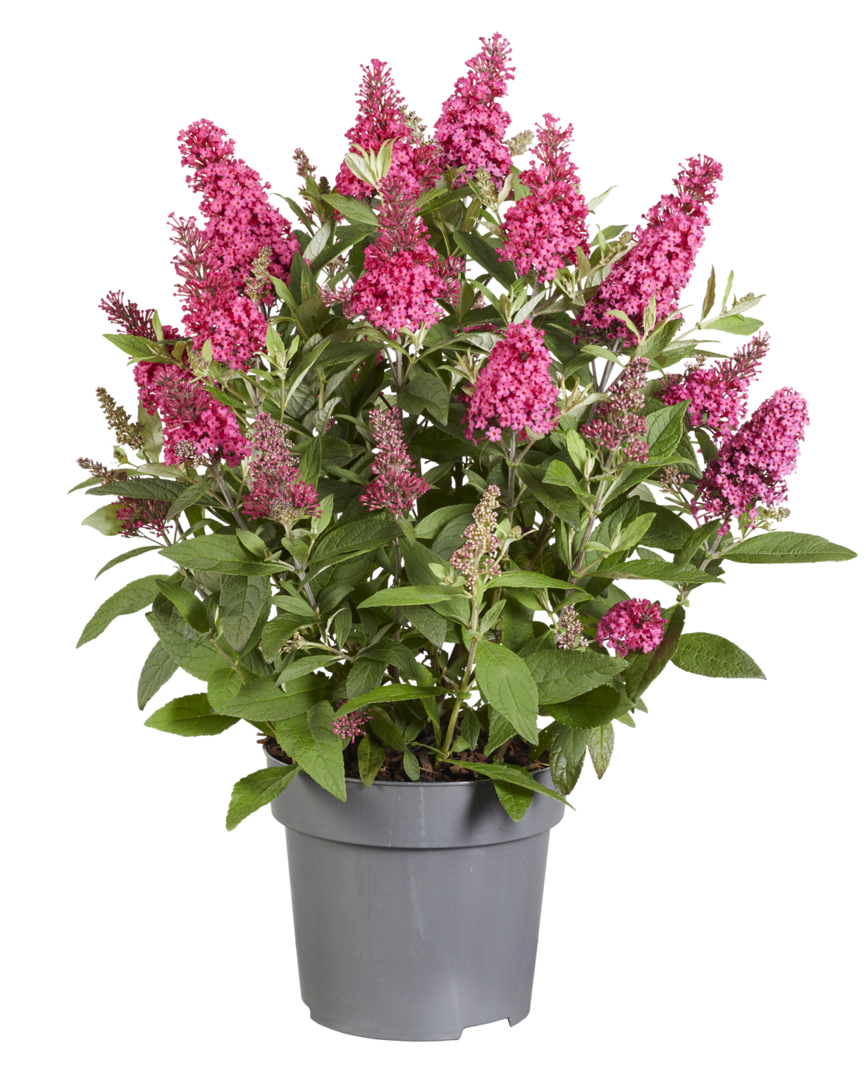Buddleja davidii Butterfly Candy “Little Ruby” – dwerg vlinderstruiken ...