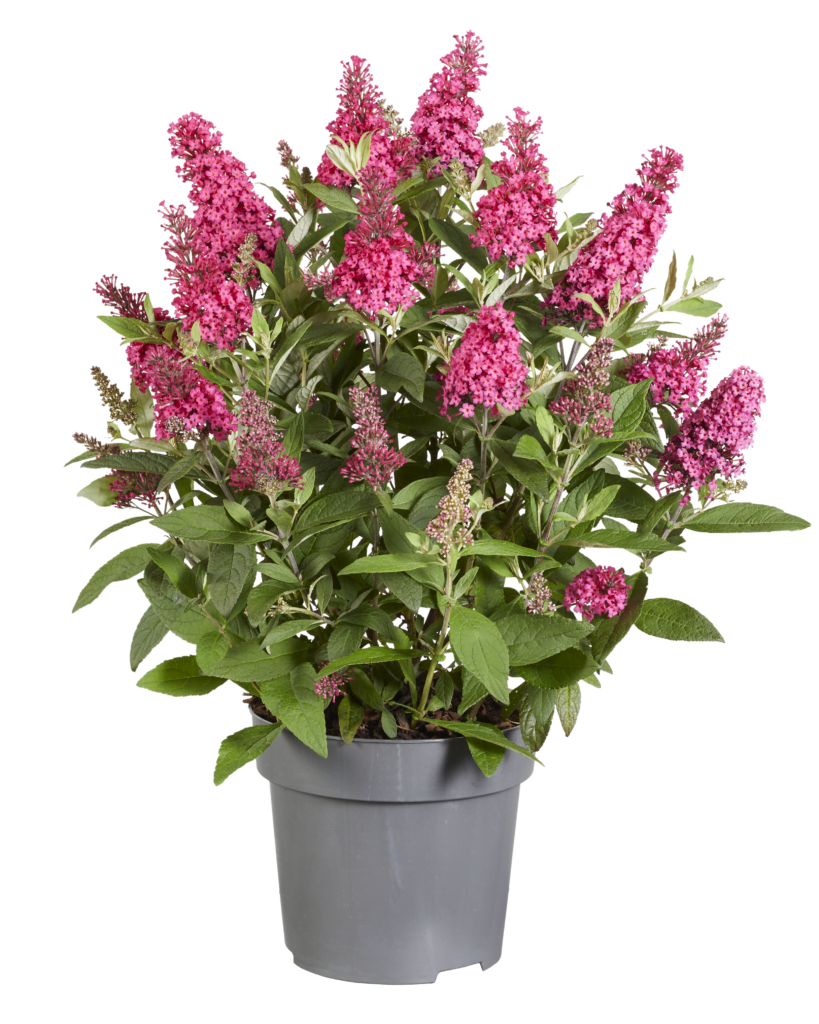 Buddleja davidii Butterfly Candy “Little Ruby” – dwerg vlinderstruiken ...