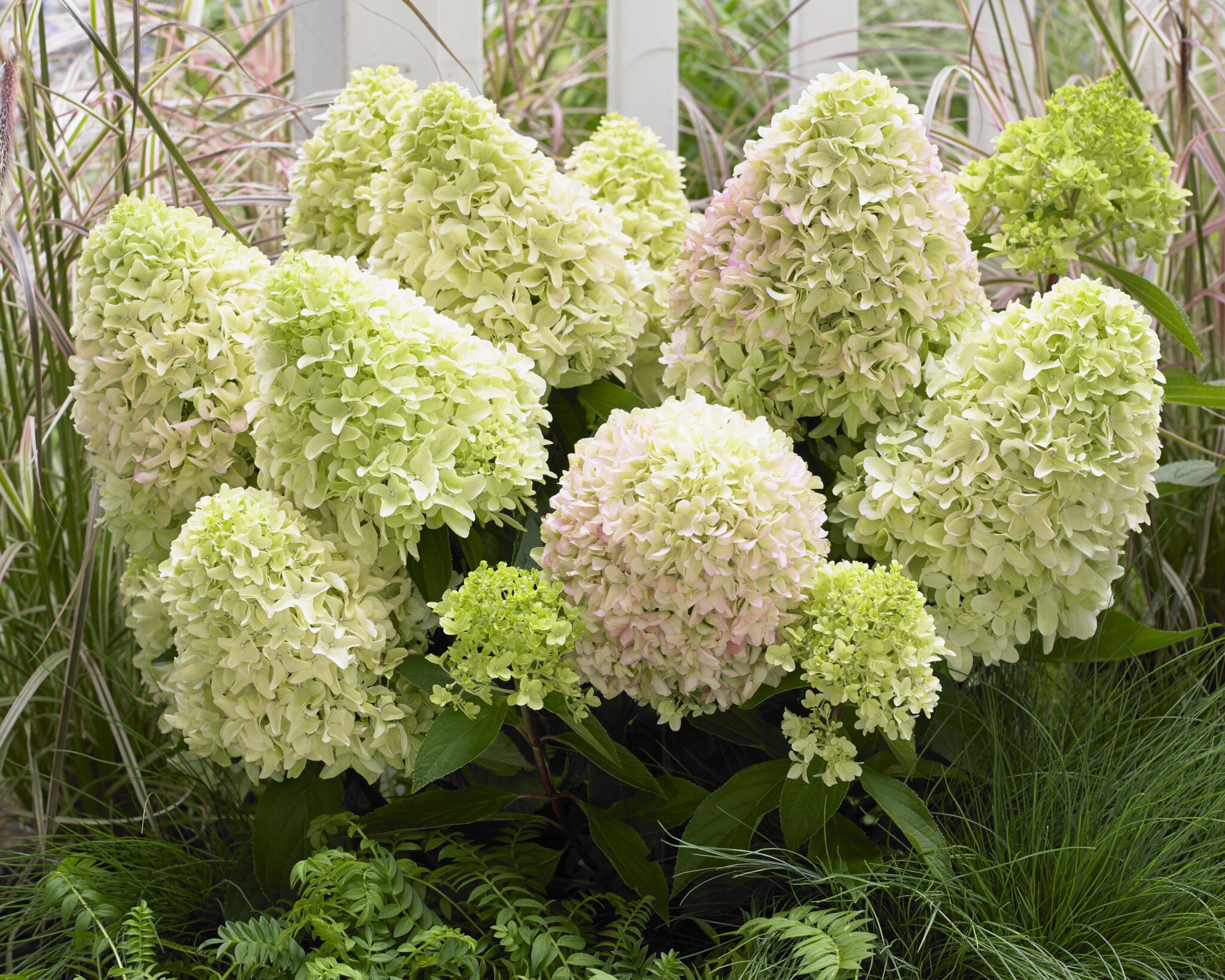 Hydrangea paniculata “Little Fresco”- dwerg schapenkop 70 cm | Buxuskoning