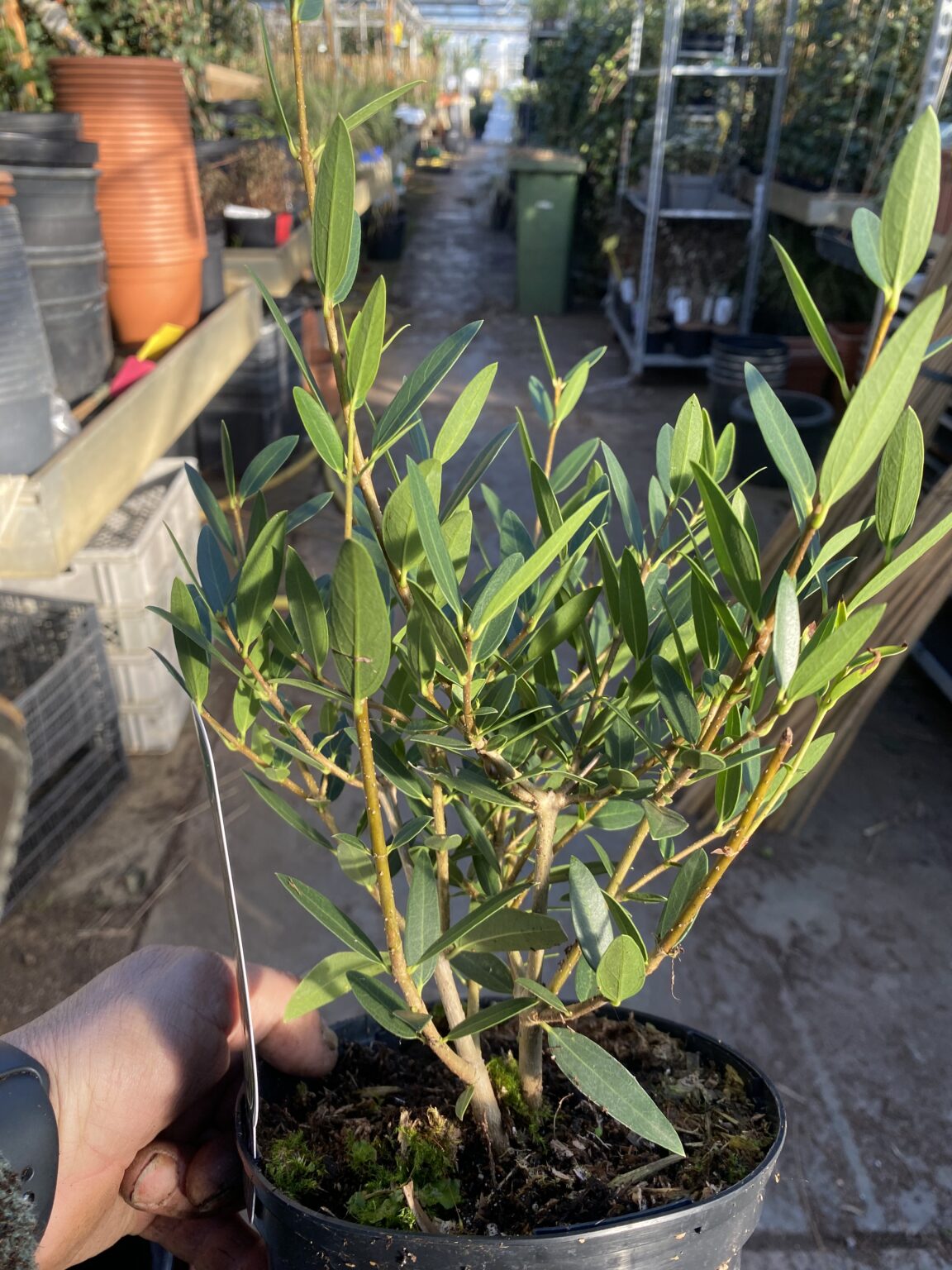 Phillyrea angustifolia – Steenlinde | Buxuskoning