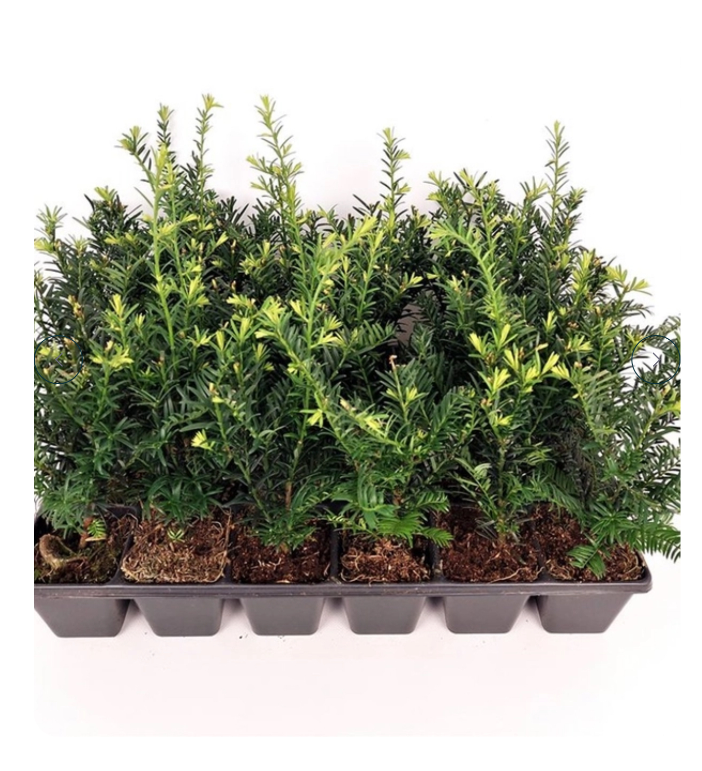 Taxus baccata ’’Höpkens Gigant’’ | Buxuskoning